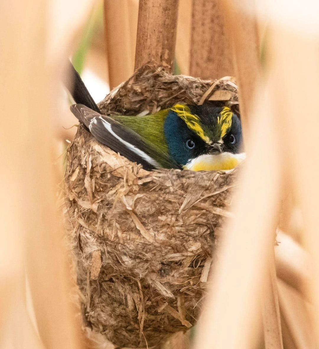 Fiu: más que una mascota, un símbolo de la fauna chilena en Santiago ...