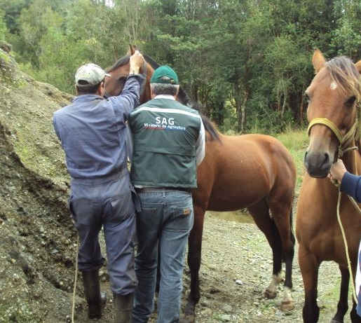 Médicos Veterinarios identifican origen del brote de Influenza Equina ...