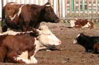 Enfermedad de las vacas locas representa un desafío para investigadores ...